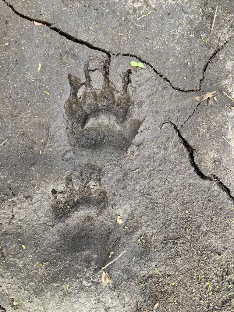 Dassen en reeën gebruiken nieuwe natuurverbinding Vuntus - Aanpak ...